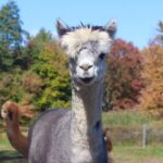 Farm Tour at Clover Brooke Llama/Alpaca/Goat Farm - The Animals and Their Stories