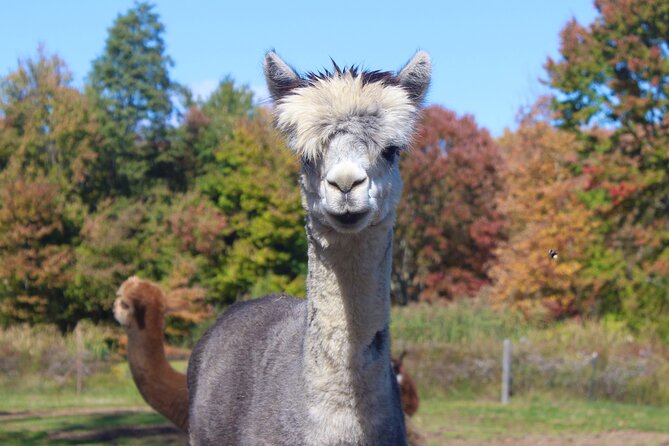 Farm Tour at Clover Brooke Llama/Alpaca/Goat Farm - The Animals and Their Stories