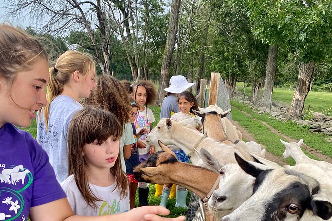 Farm Tour at Clover Brooke Llama/Alpaca/Goat Farm - Pricing and Value