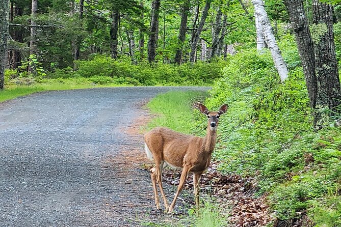 Fat Tire E-Bike Rental in Bar Harbor - Flexibility and Practical Details