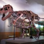 Field Museum of Natural History Early Access Ticket - FAQ