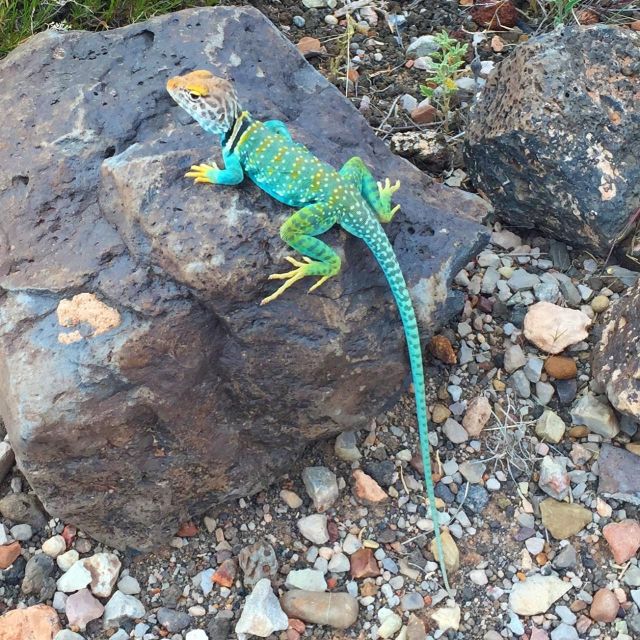 Flagstaff: Grand Canyon, Wupatki & Volcano Christian Tour - Informed by Reviewers’ Experiences: What Stands Out