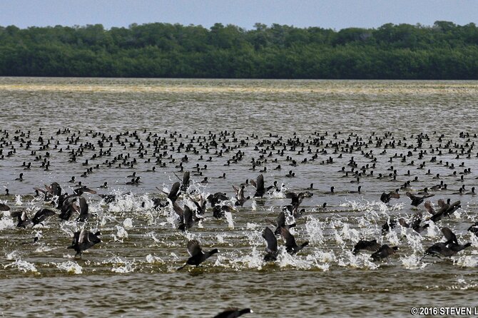 Flamingo Everglades Boat Tours - The weather factor and wildlife variability