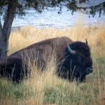 Flathead Lake & Bison Range Scenic Driving Tour - An In-Depth Look at the Flathead Lake & Bison Range Tour
