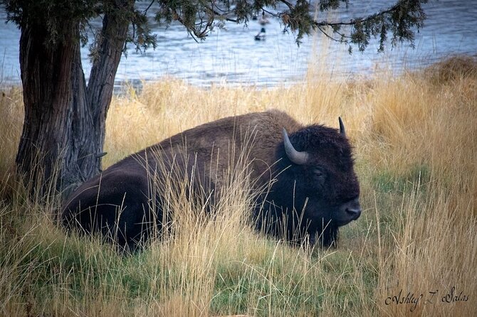 Flathead Lake & Bison Range Scenic Driving Tour - An In-Depth Look at the Flathead Lake & Bison Range Tour