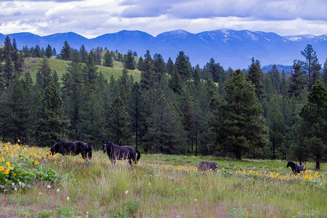 Flathead Lake Private Sunset Wild Horse Island Boat Tour - Who should consider this tour?
