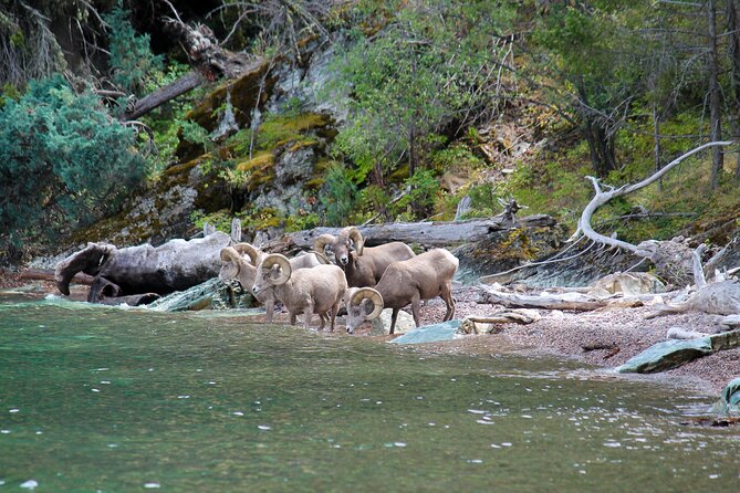 Flathead Lake Private Sunset Wild Horse Island Boat Tour - FAQ