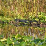 Florida: 90 Minute Everglades Cruise - What to Expect on the Day