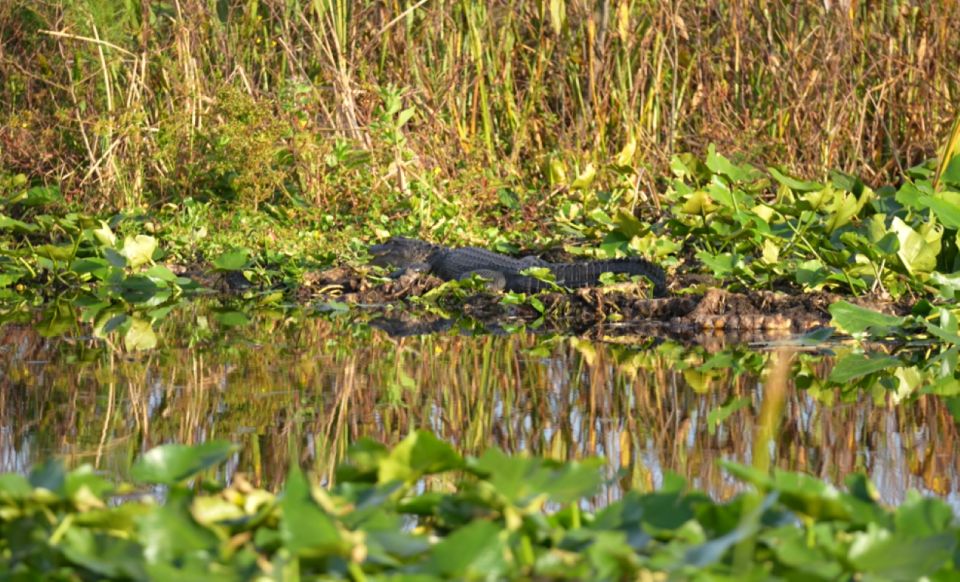 Florida: 90 Minute Everglades Cruise - What to Expect on the Day
