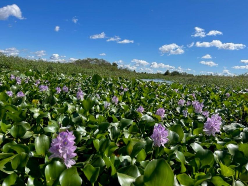Florida: 90 Minute Everglades Cruise - Why This Tour Offers Great Value