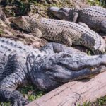Florida Everglades Airboat Adventure plus Miami Biscayne Bay Cruise - A Deep Dive into the Tour Experience