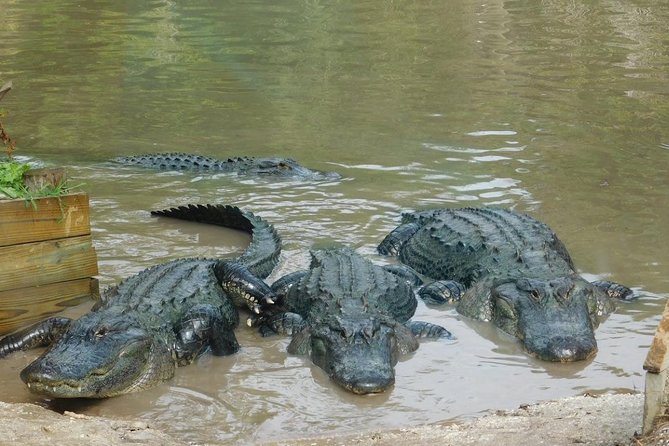 Florida Everglades Airboat Tour and Wild Florida Admission with Optional Lunch - The Itinerary in Detail