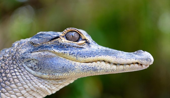 Florida Everglades Airboat Tour and Wild Florida Admission with Optional Lunch - The Sum Up