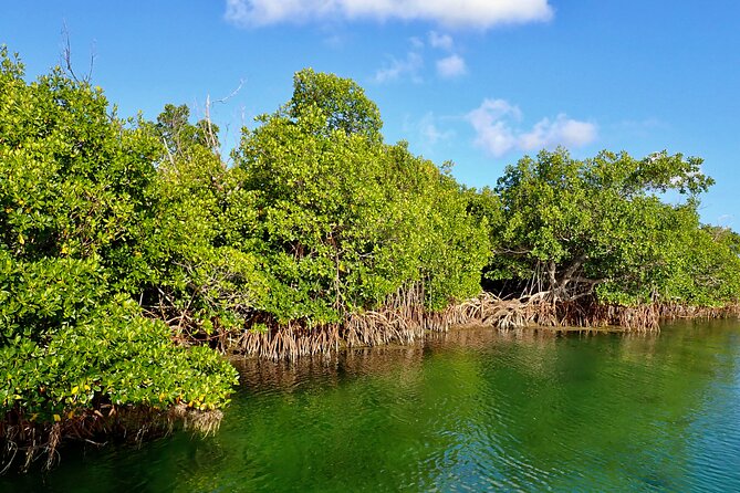 Florida Keys Backcountry Eco Tour from Big Pine Key - Key Points