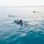 Florida Keys Backcountry Eco Tour from Big Pine Key - Final Thoughts