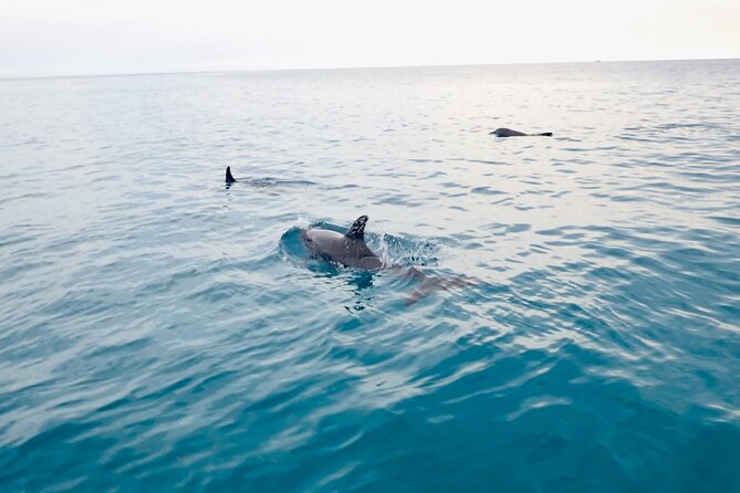Florida Keys Backcountry Eco Tour from Big Pine Key - Final Thoughts