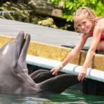 Florida Keys: Dockside Dolphin Experience - The Practicalities: Price, Duration, and Group Size