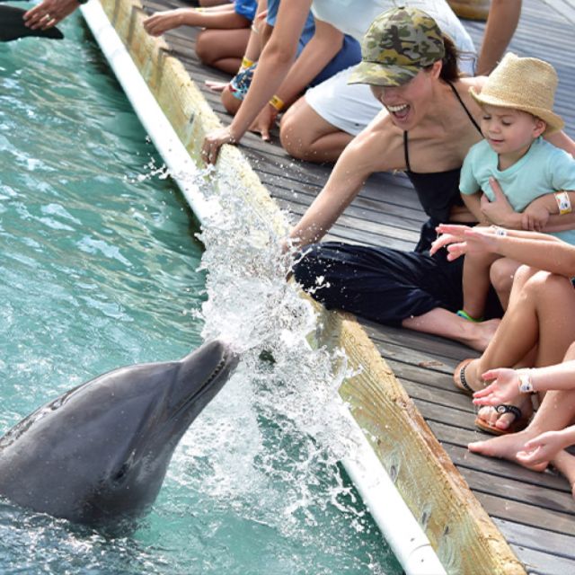 Florida Keys: Dockside Dolphin Experience - The Sum Up: The Right Choice for a Close-Up Dolphin Encounter