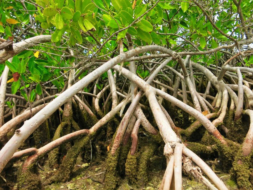 Florida Keys: Key West Kayak Eco Tour with Nature Guide - Frequently Asked Questions