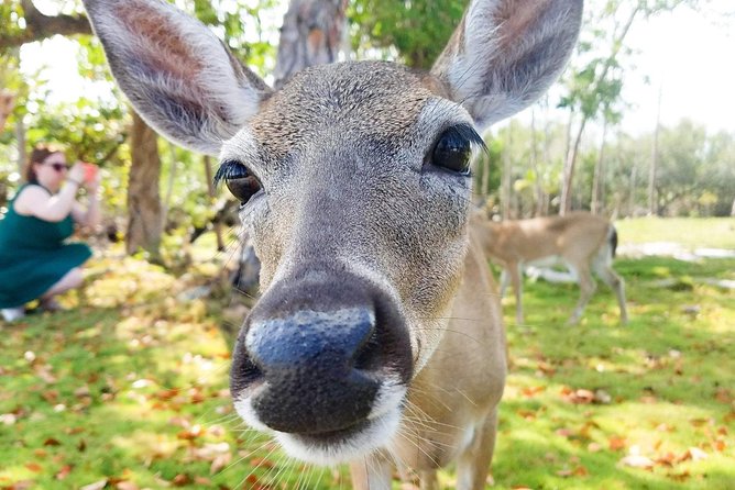 Florida Keys Nature & History Tour from Key West - A Complete Breakdown of the Tour Experience