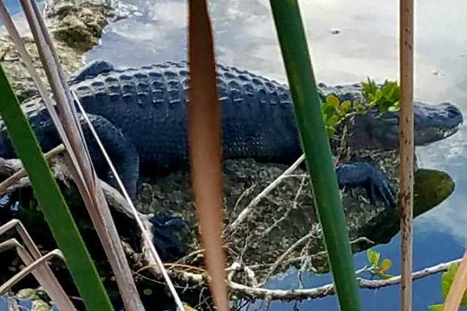 Florida Keys Nature & History Tour from Key West - Length, Cost, and Who Will Love It