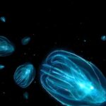 Florida Sunset and Bioluminescence Package - The Journey: What to Expect