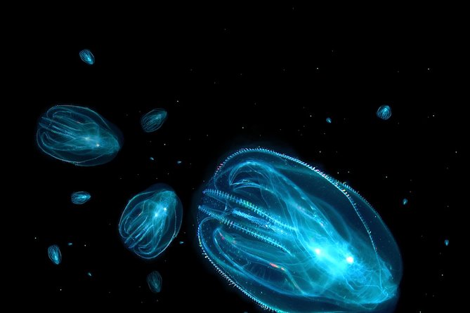 Florida Sunset and Bioluminescence Package - The Journey: What to Expect