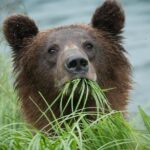 Focus on Haines Private Nature / Photography tour - The Experience: What to Expect