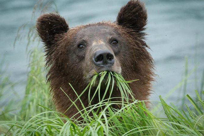 Focus on Haines Private Nature / Photography tour - The Experience: What to Expect