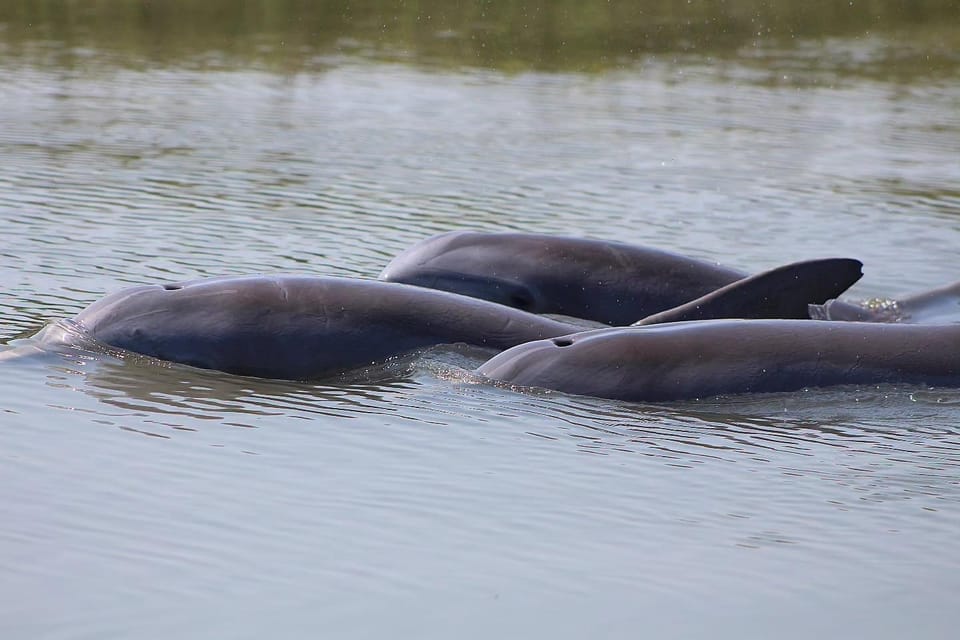 Folly Beach Dolphin Viewing Boat Excursion - Exploring the Experience: What to Expect from the Tour  