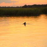 Folly Beach Dolphin Viewing Boat Excursion - The Boat and Amenities