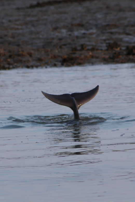 Folly Beach Dolphin Viewing Boat Excursion - Authenticity and Education from the Guides  