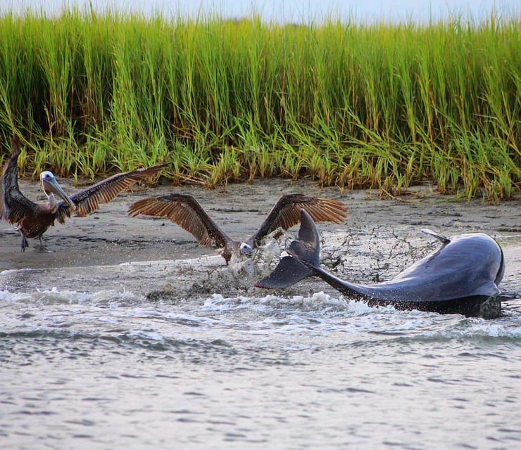 Folly Beach Dolphin Viewing Boat Excursion - The Value of the Experience  