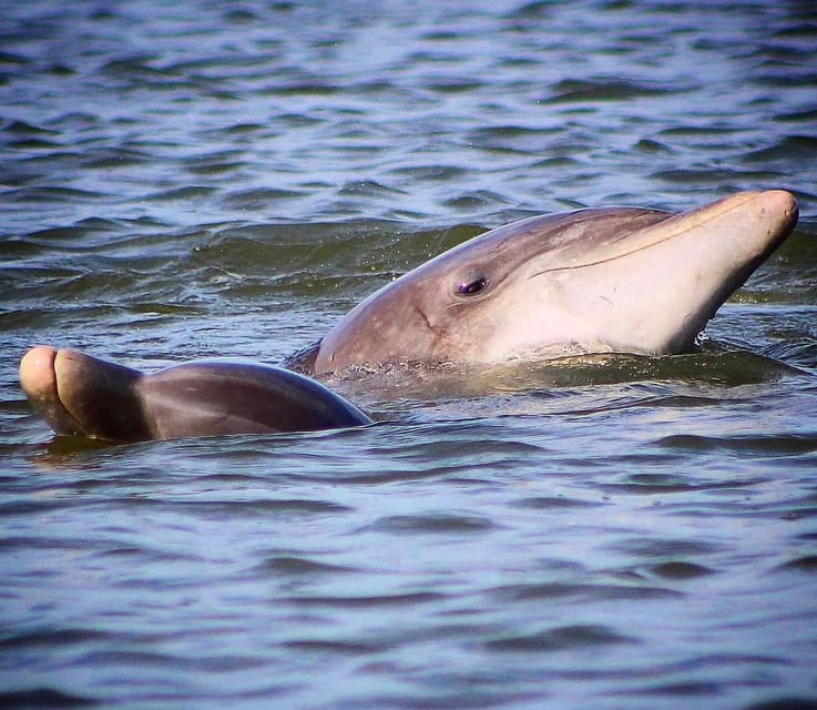 Folly Beach Dolphin Viewing Boat Excursion - The Sum Up  