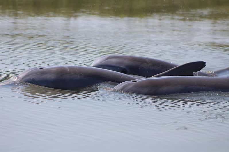 Folly Beach Dolphin Viewing Boat Excursion - FAQ  
