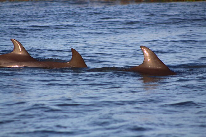 Folly Beach Dolphin Viewing Boat Excursion and Estuary Tour - Folly Beach Dolphin Viewing Boat Excursion and Estuary Tour