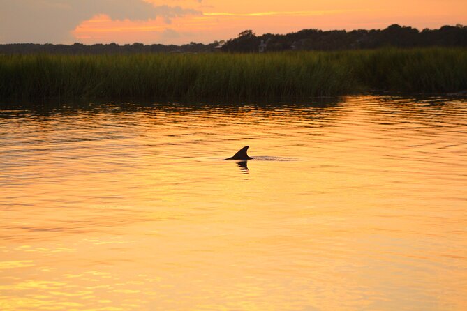 Folly Beach Dolphin Viewing Boat Excursion and Estuary Tour - An In-Depth Look at the Folly Beach Dolphin and Estuary Experience
