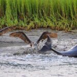 Folly Beach Dolphin Viewing Boat Excursion and Estuary Tour - Who is This Tour For?