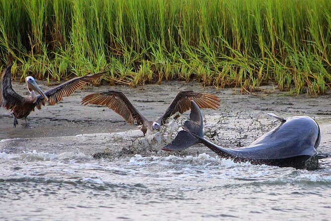 Folly Beach Dolphin Viewing Boat Excursion and Estuary Tour - Who is This Tour For?