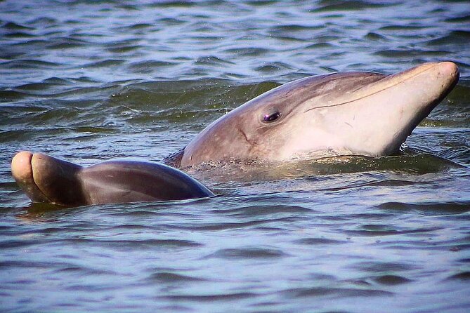 Folly Beach Dolphin Viewing Boat Excursion and Estuary Tour - The Sum Up