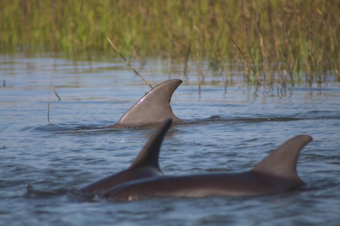 Folly Beach Eco Boat Excursion and Morris Island Drop Off - Exploring the Folly Beach Eco Boat Excursion and Morris Island Drop Off