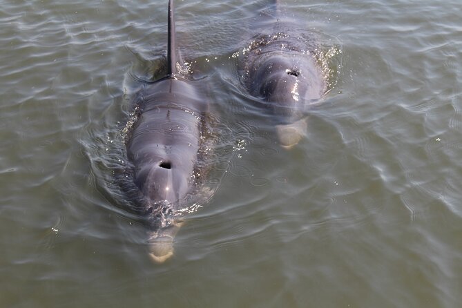 Folly Beach Eco Boat Excursion and Morris Island Drop Off - FAQ