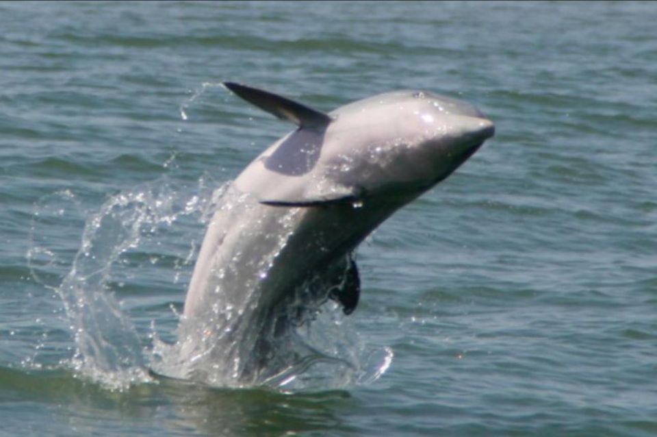 Folly Beach: Sunset Dolphin Boat Tour to Morris Island - An In-Depth Look at Folly Beach’s Sunset Dolphin Boat Tour