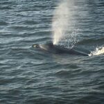 Folly Beach: Sunset Dolphin Boat Tour to Morris Island - Who Is This Tour Best Suited For?