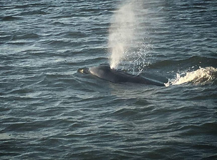 Folly Beach: Sunset Dolphin Boat Tour to Morris Island - Who Is This Tour Best Suited For?