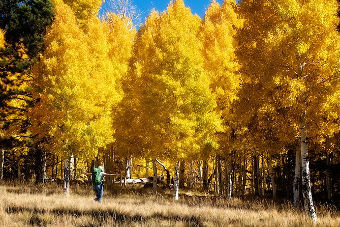 Forest Bathing and Meditation on Mt Lemmon - Overview of the Tour Experience