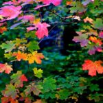 Forest Bathing and Meditation on Mt Lemmon - What Makes This Tour Stand Out?