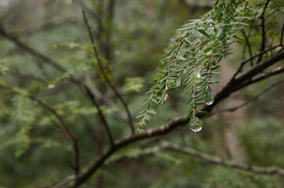 Forest Bathing & Nature Therapy Mini-Retreat - The Value of This Experience