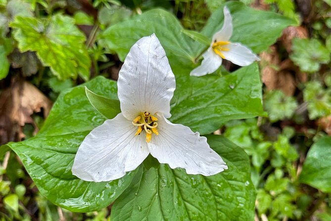 Forest Park Hiking Tour to Pittock Mansion - FAQ