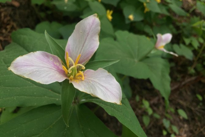 Forest Park Urban Hiking Tour, Portland - FAQ